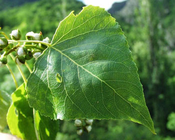 125 x 4-5ft Poplar (Populus Nigra) Field Grown Bare Root Hedging Plants ...