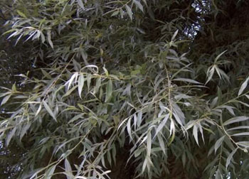 100 x 3-4 White Willow (Salix Alba) Field Grown Bare Root Hedging ...