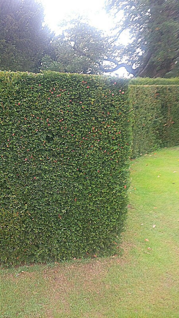 20 x 30-40cm Yew (Taxus Baccata) Evergreen Bare Root Hedging Plants - £ ...