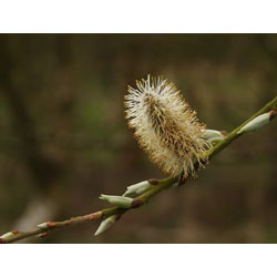 100 x 3-4 White Willow (Salix Alba) Field Grown Bare Root Hedging ...